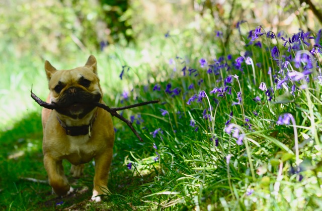 Two Frenchies in France - How a duo of bat-eared clowns make even the ...